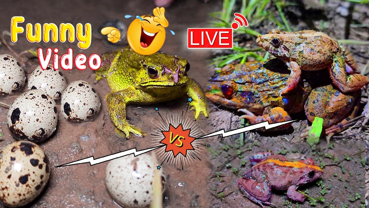 Catch a frog for fun | Funny frog Catching a frog wants to laugh #funny #frog - YouTube