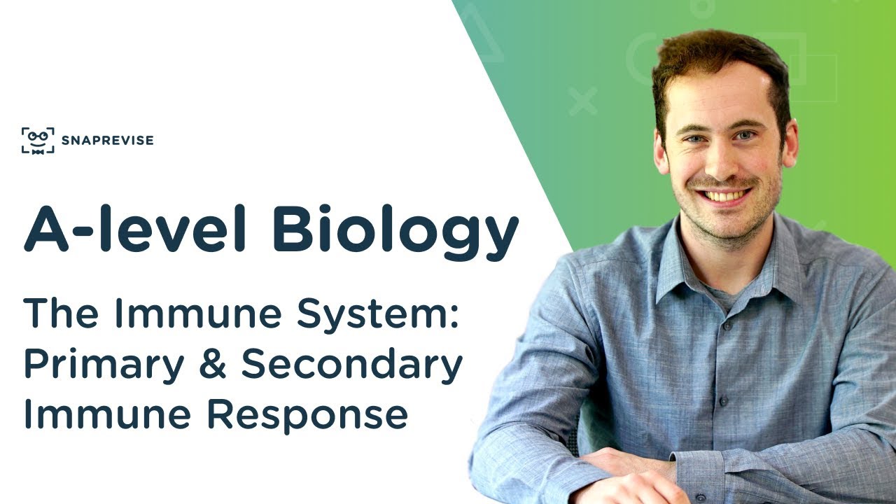 The Immune System: Primary & Secondary Immune Response | A-level ...