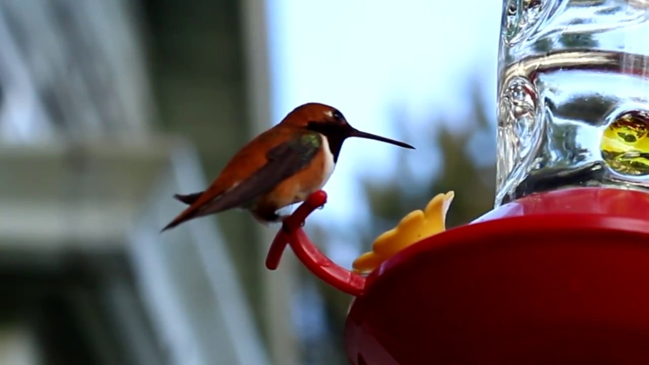 Hummingbirds-Slow Motion and Sound - YouTube