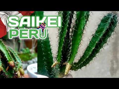 COMO REPRODUCIR TUS CACTUS CASTILLO DE HADAS/acanthocereus tetragonus ...