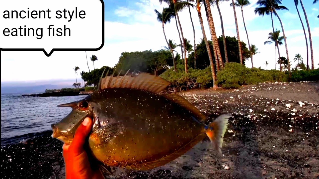 Ancient Hawaiian style eat fish out the water/Throw net fishing on a ...