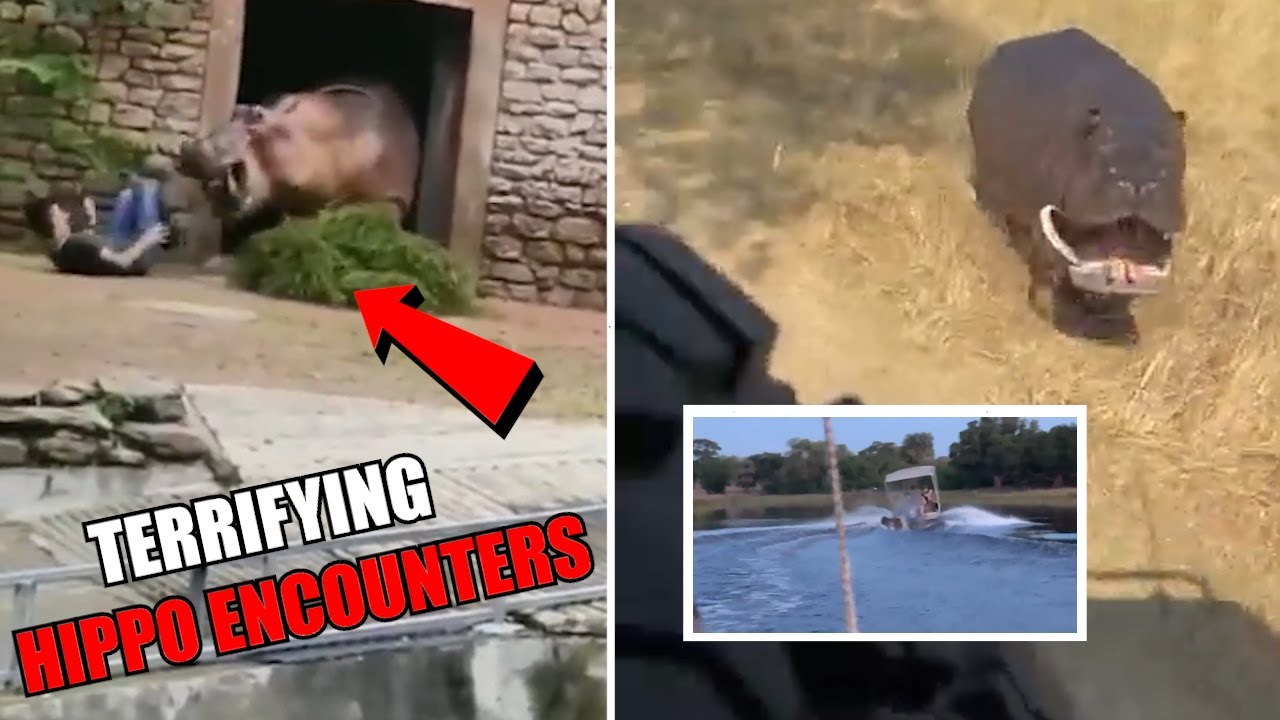 8 Of The Most Terrifying Hippo Close Encounters - YouTube