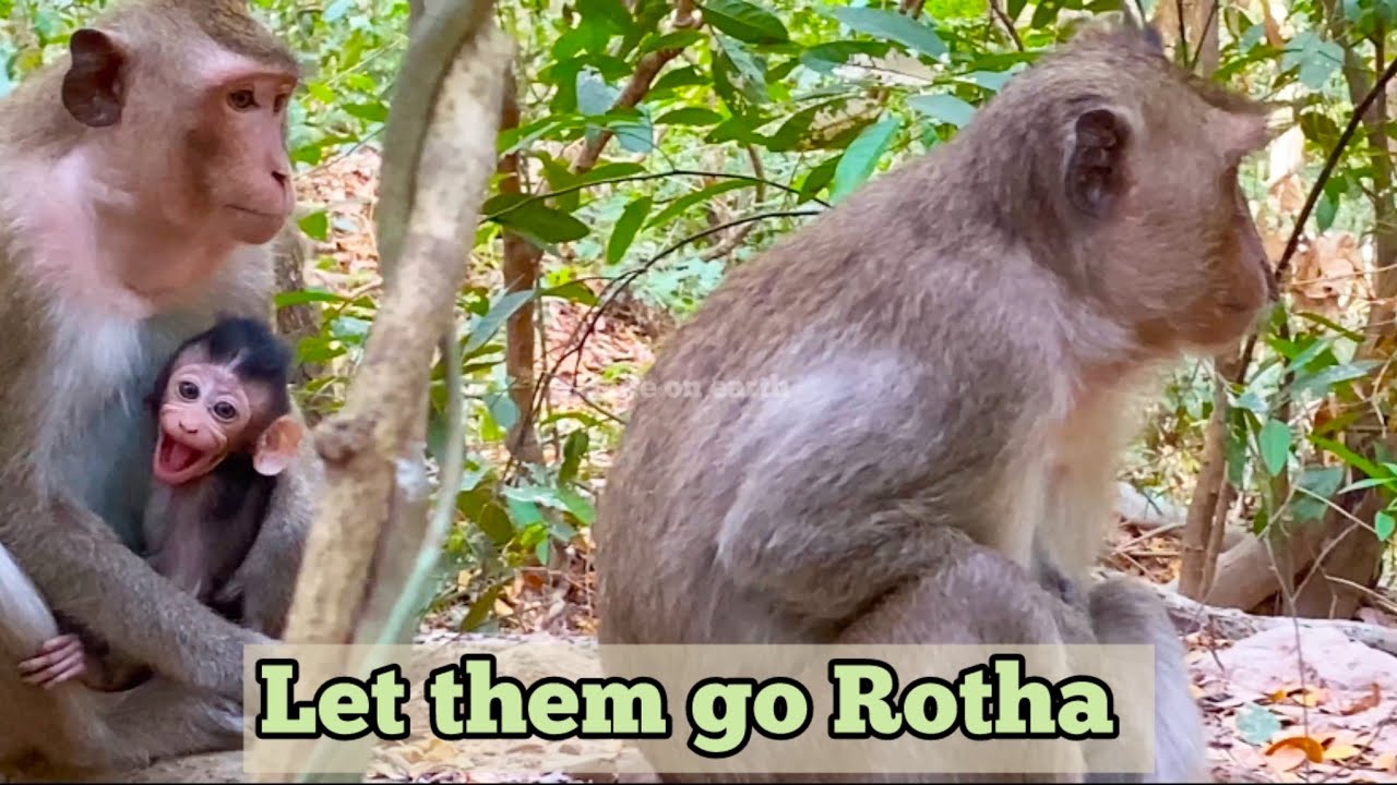 Young female monkey Rotha really wants to have her own/monkey of ...