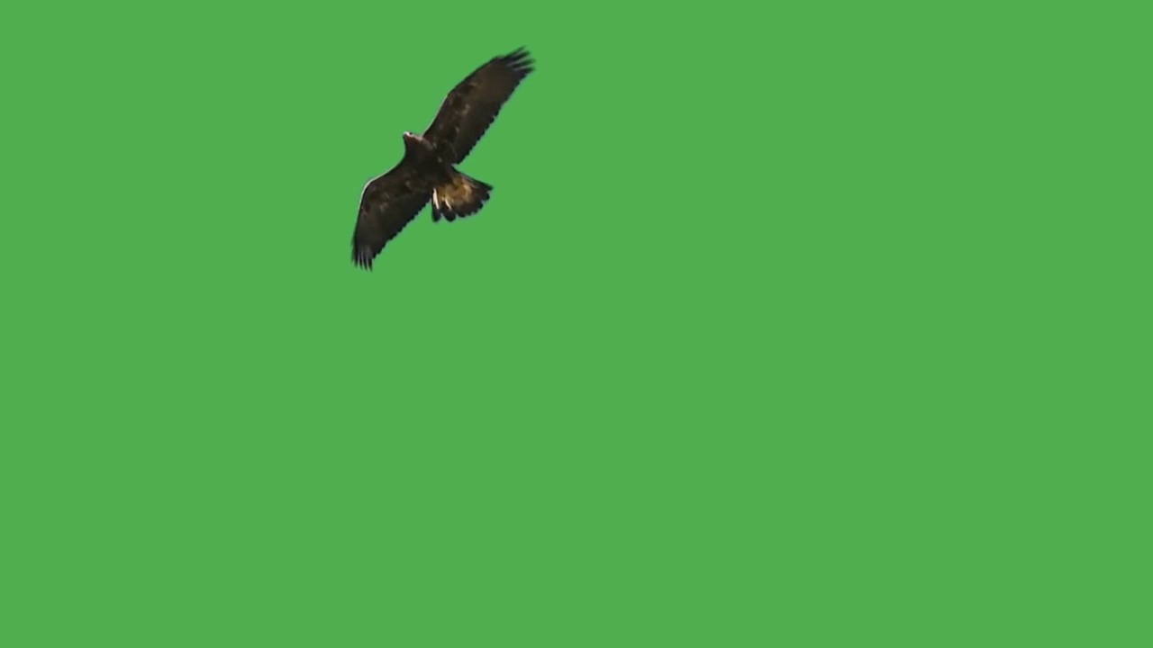 green screen eagle flying - YouTube