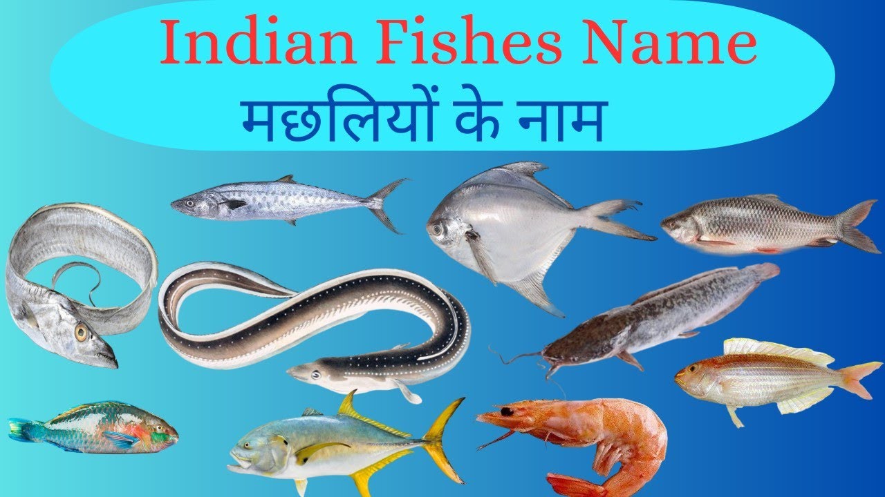 Fish Name in English and Hindi with Picture | Fish name | मछलियों के ...