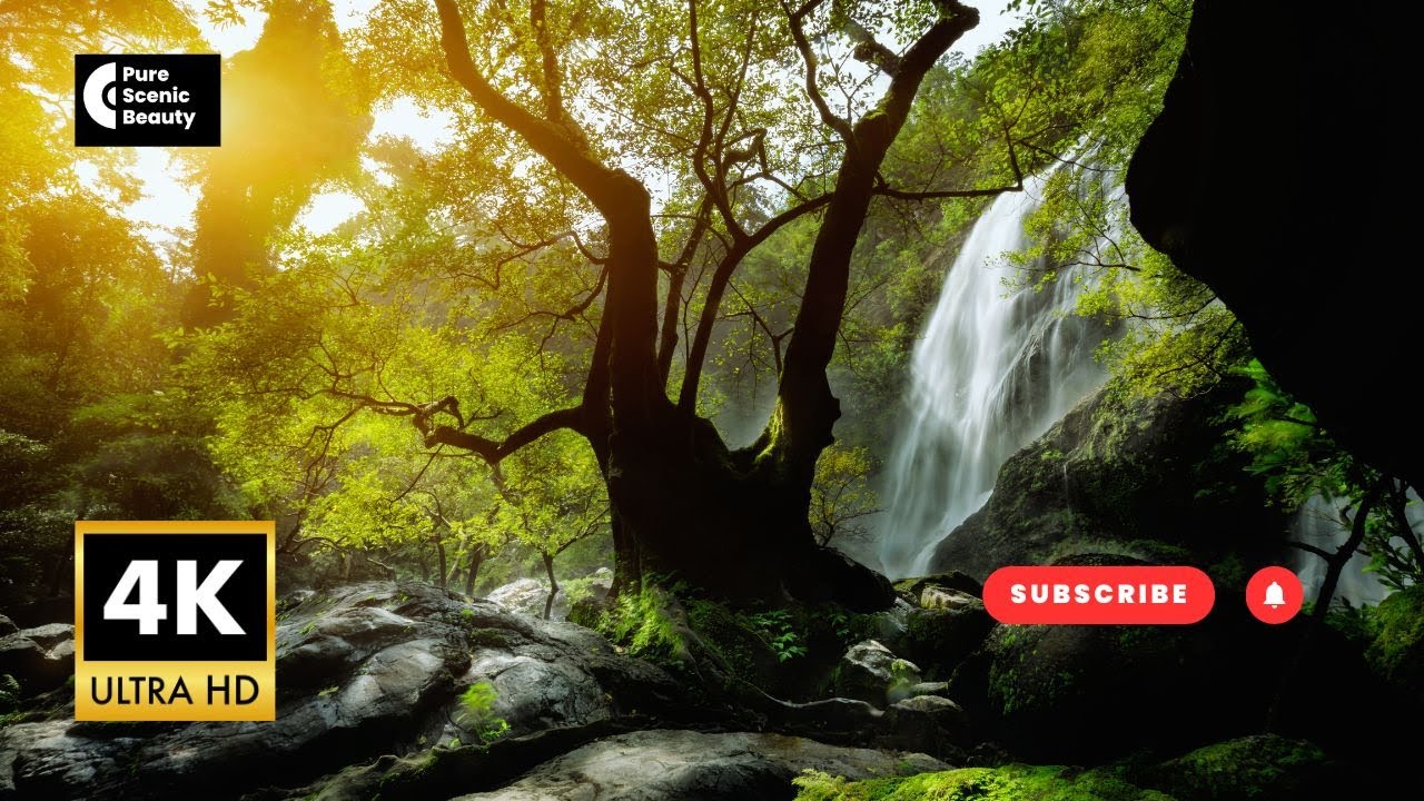 Deep Forest Ambience | Birds Singing & Flowing Stream in 4K - YouTube