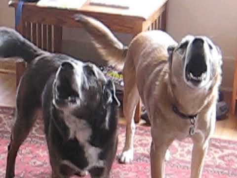Smokey and Carson howling - YouTube