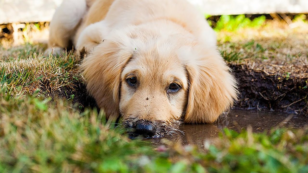 Funny Dog Digging Video - YouTube