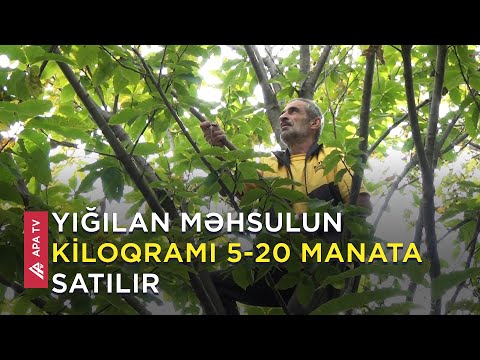 Qəbələdəki bu ağacın tam məhsul verməsi üçün 200 il lazımdır - APA TV