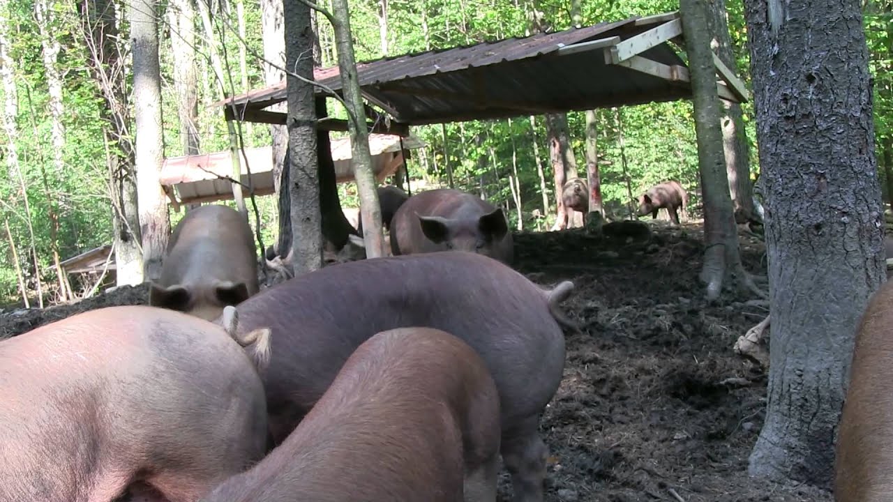 Brown Boar Farm - YouTube
