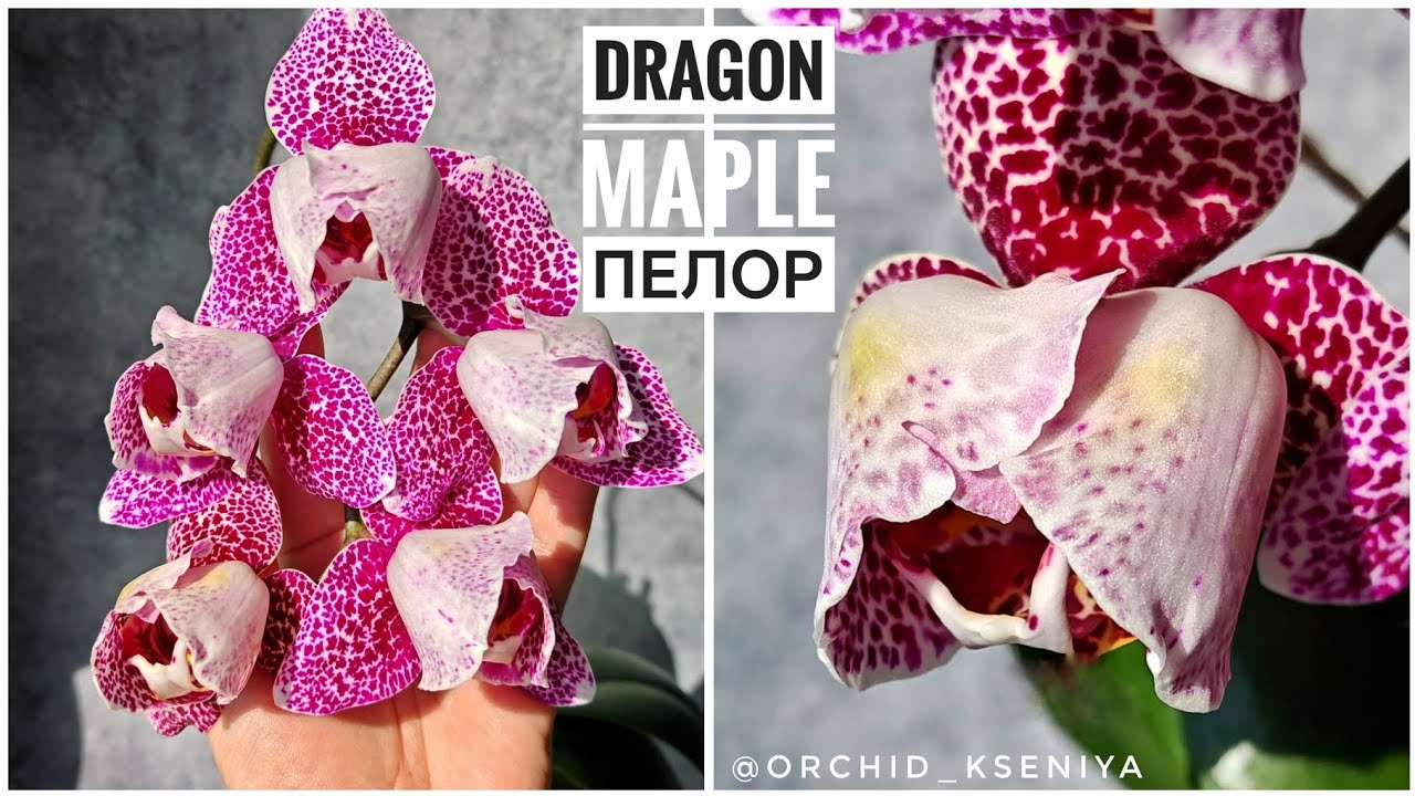 Phal. Dragon Maple пелор от Son Ya Orchids Nursery | Крупноцветковая ...