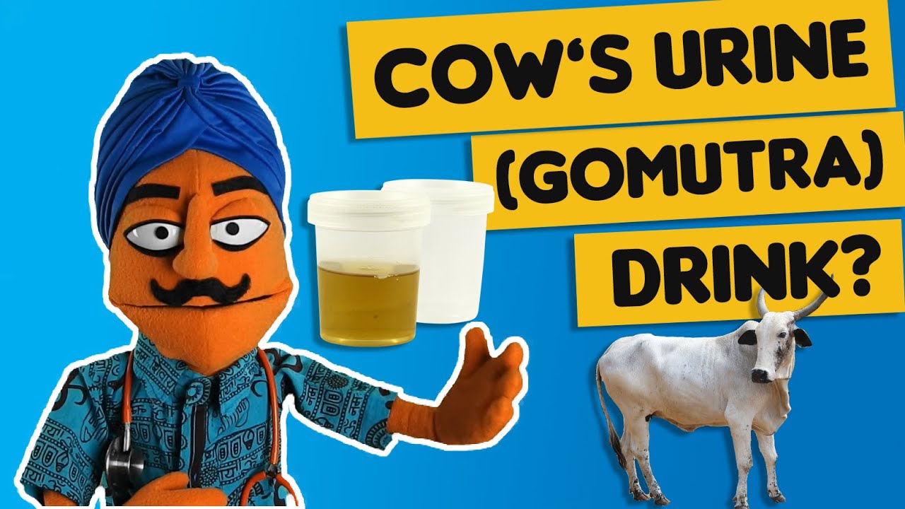 Gomutra, Gaumutra (Cow's Urine) - Drink and Cure from India? - YouTube