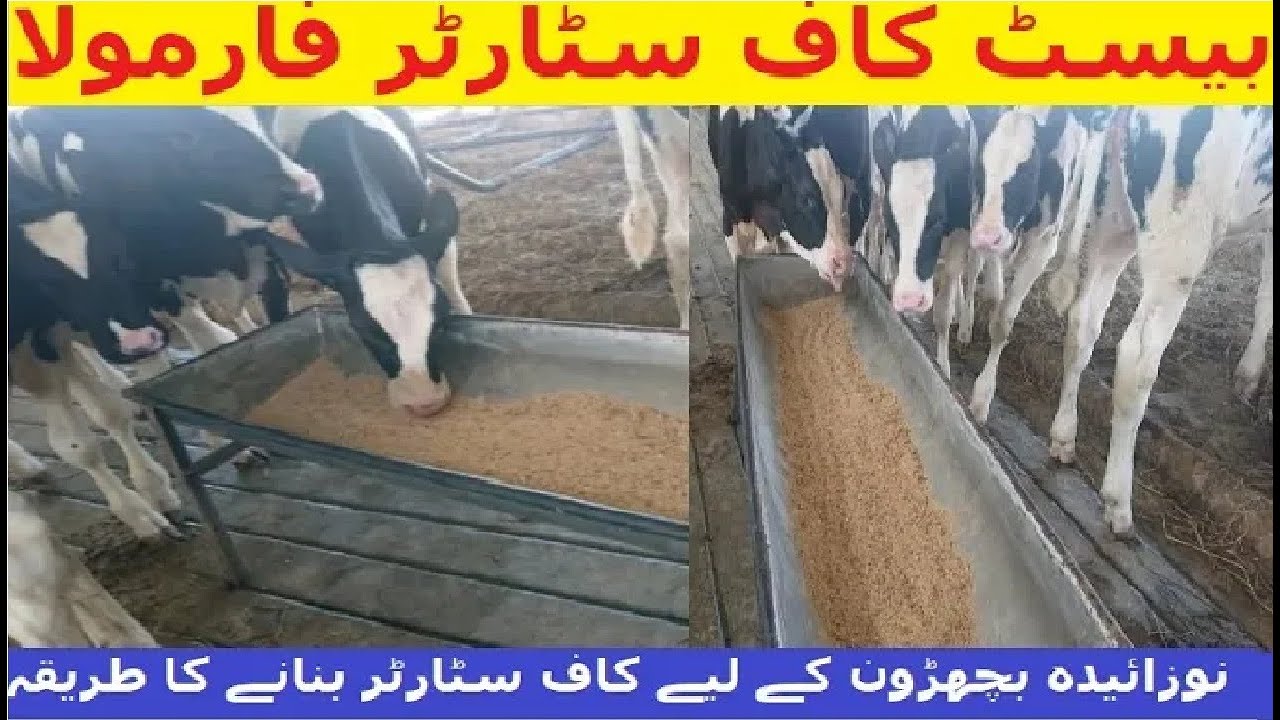 Feed formulation for Calves at HRM Dairies // Calf Starter // How to ...