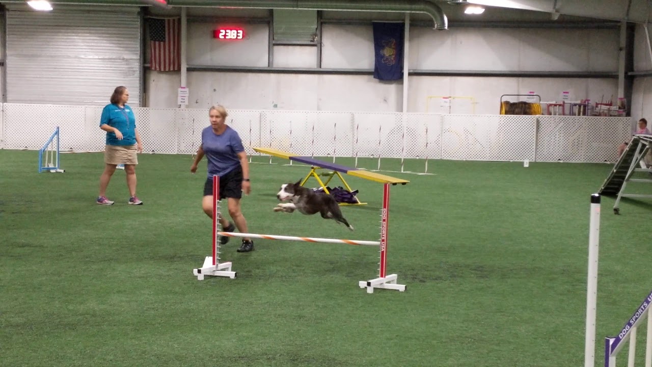 Agility Bella Vista(12) - YouTube