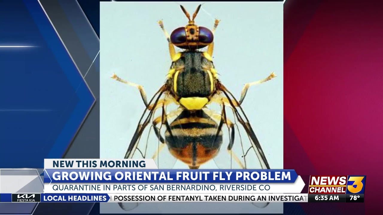 Invasive fruit flies put parts of San Bernardino, Riverside counties in ...