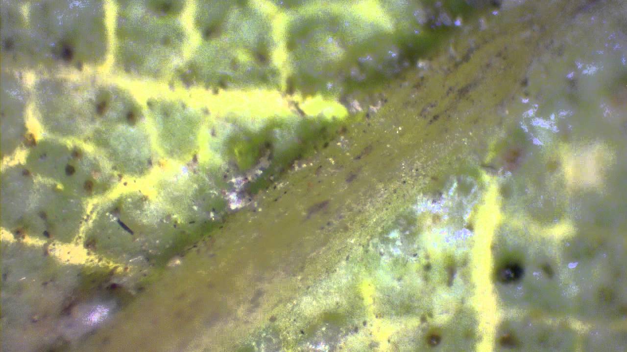 Citrus brown mite, Eutetranychus orientalis (Klein) (Acari ...