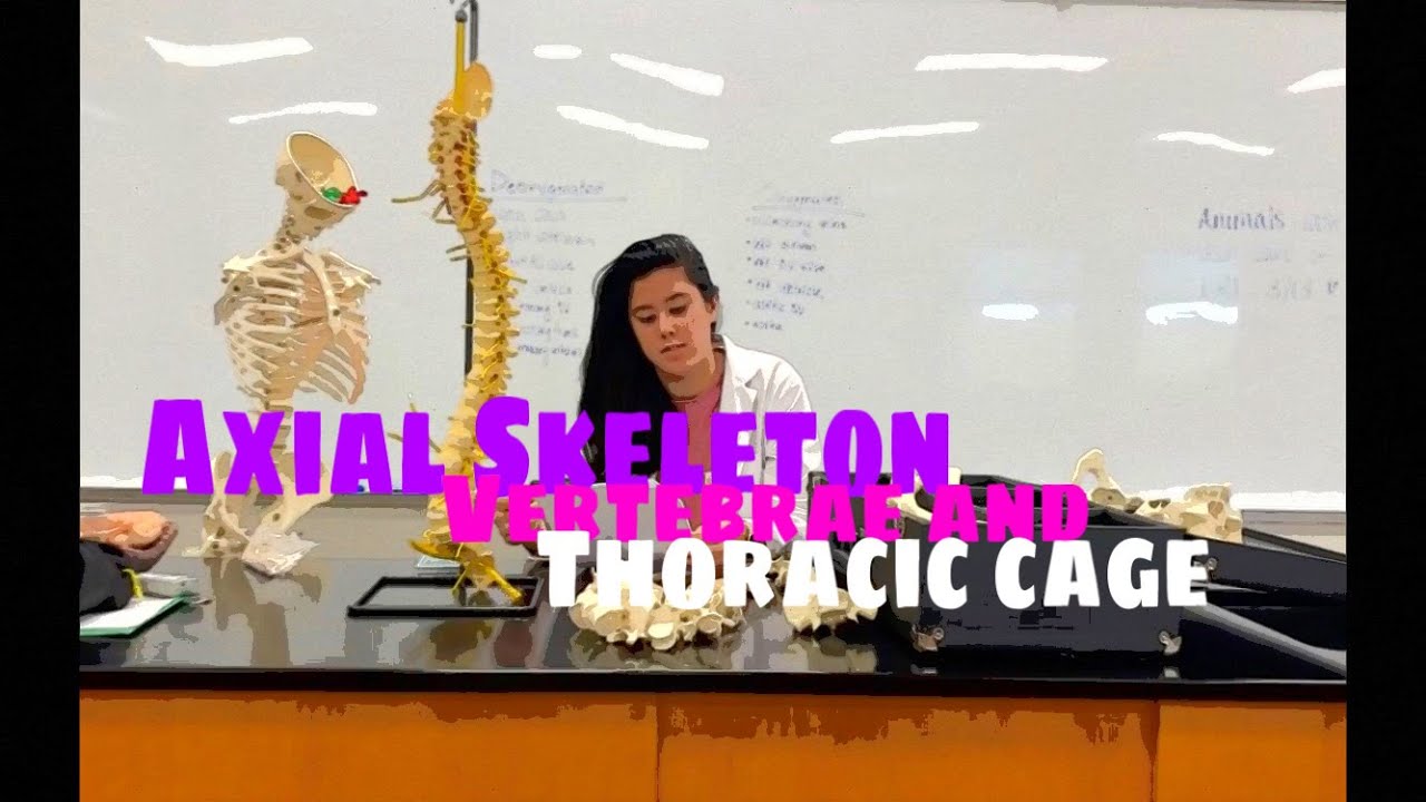 A&P I - Lab 4: Axial Skeleton Review - YouTube