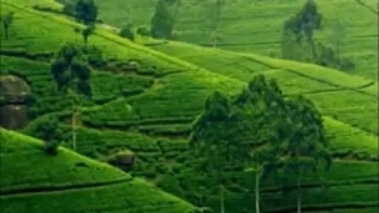 Beautiful Place Srimangal SYLHET - YouTube