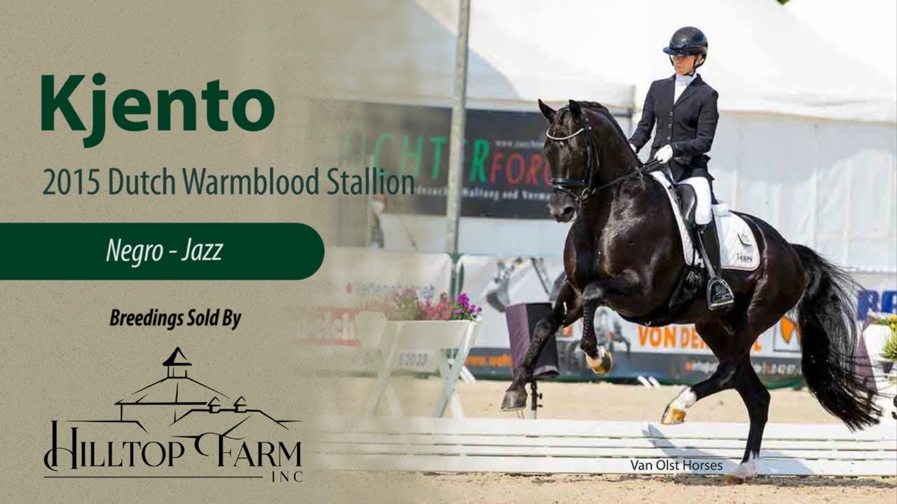Kjento (Negro – Jazz) Dutch Warmblood Stallion - YouTube