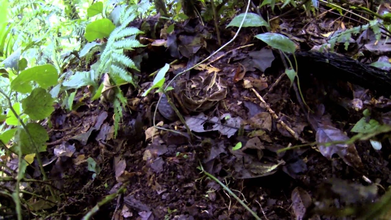 Scary encounter with Fer De lance snake in Costa Rica 1080p GoPro - YouTube
