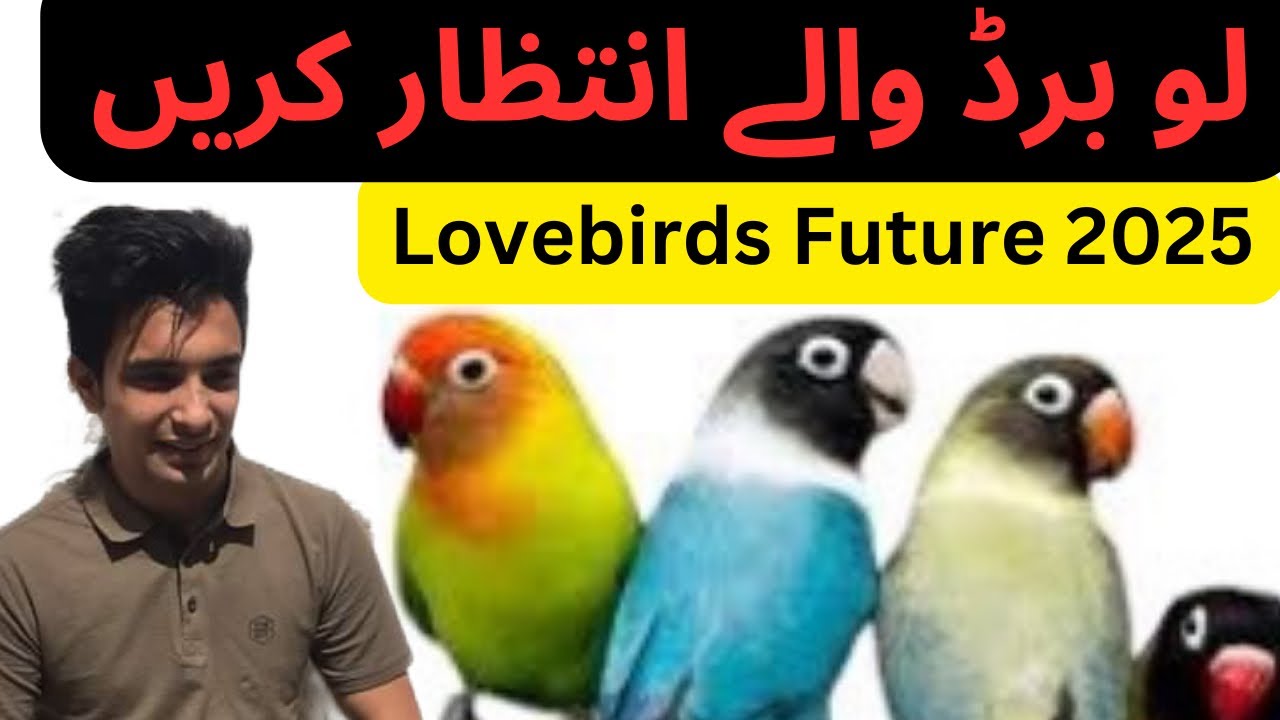 Lovebirds waly intizar karen/ Lovebirds Future in 2025 ! Brids businesses in 2025 🦜🥹🥹 - YouTube