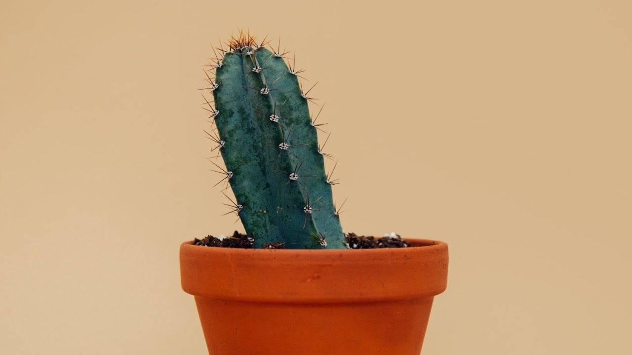 What is balanitis? | Patient Explainers - YouTube