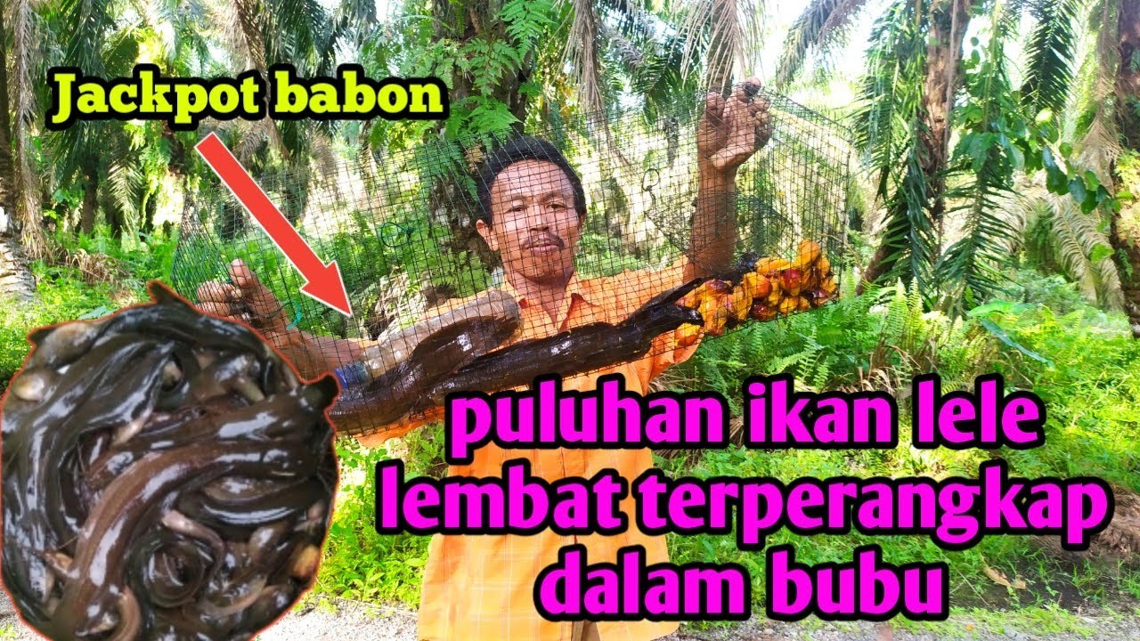 Angkat Bubu Lele Lembat, Puluhan Lele Lembat Terperangkap Di Dalam Bubu ...