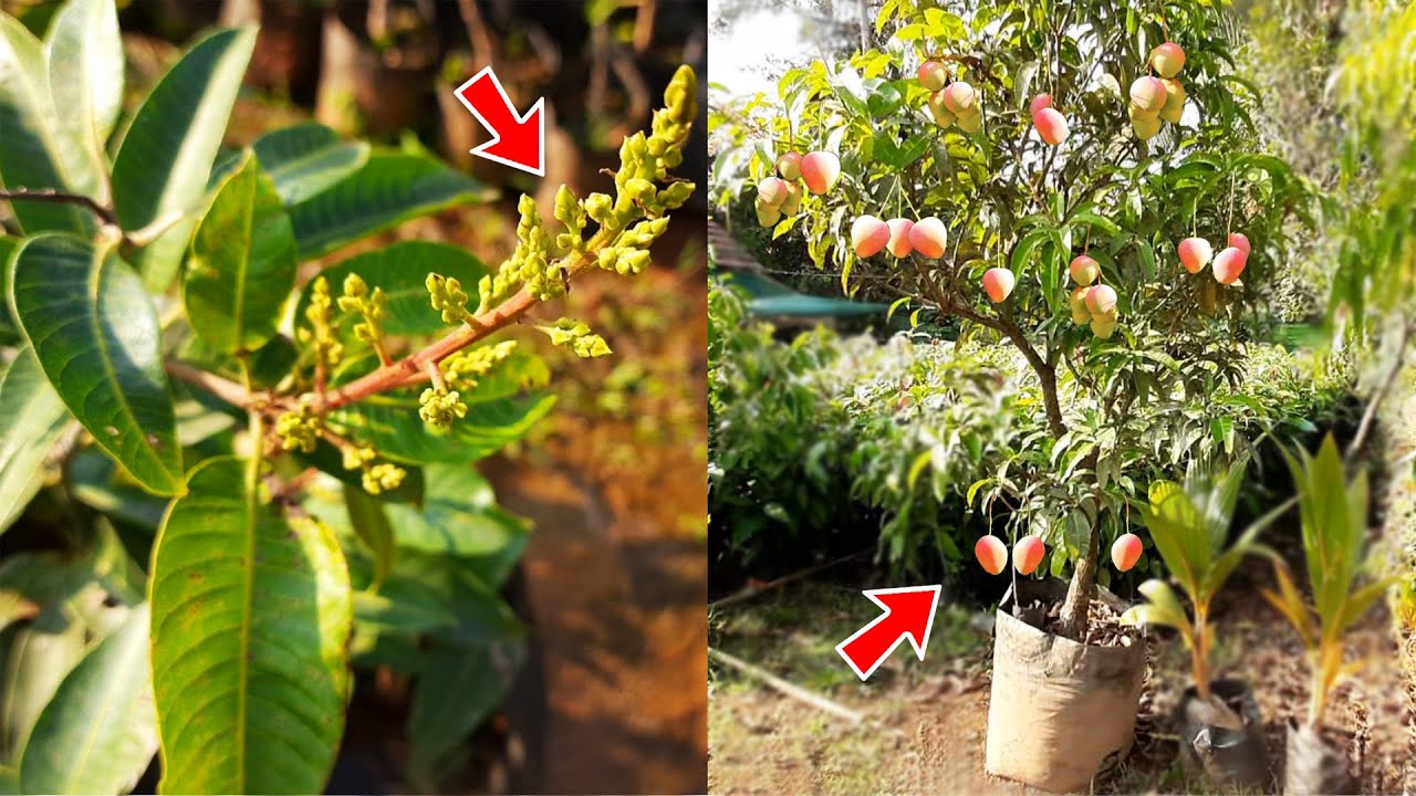 Mango Plantation | Mango Nursery | Growing Mango Plants - YouTube