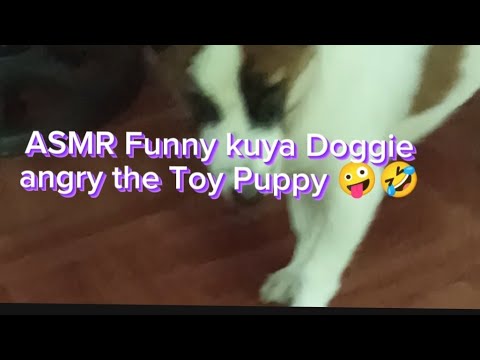 ASMR My Doggie angry the Toy doggie so Funny - YouTube