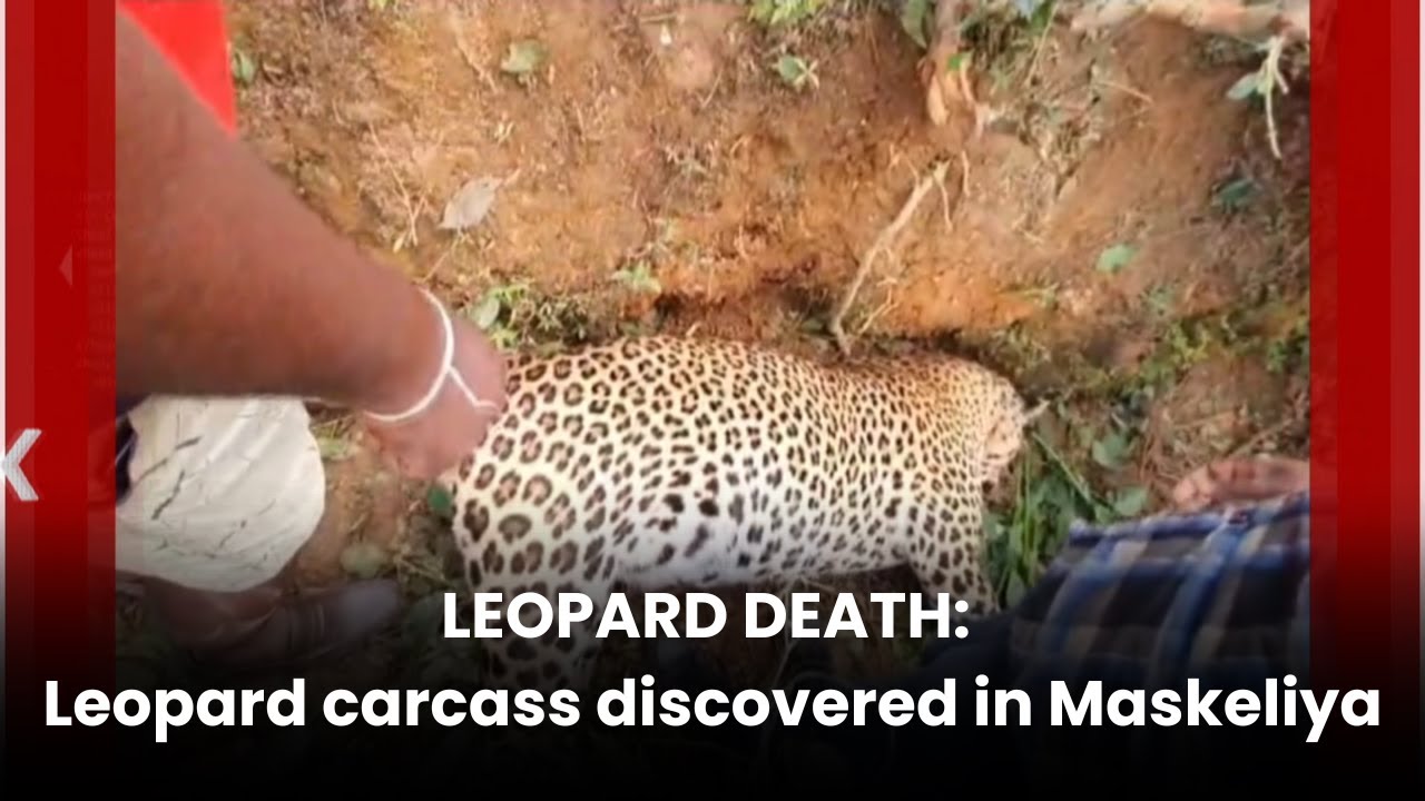 LEOPARD DEATH: Leopard carcass discovered in Maskeliya - YouTube