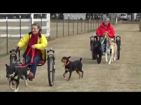 Three Dogs & Two Sulkies - YouTube