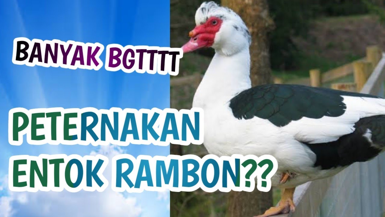 TERNAK MENTOK RAMBON SISTEM PEMBESARAN SUKSES - YouTube