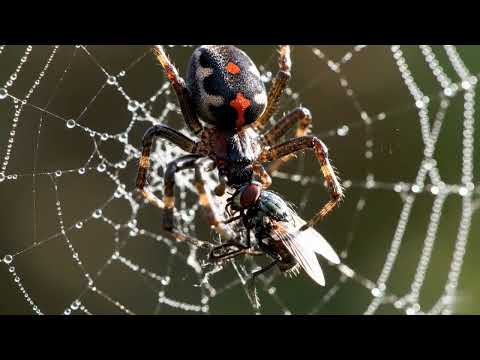 SPIDER AND FLY - ÖRÜMCEK VE SİNEK