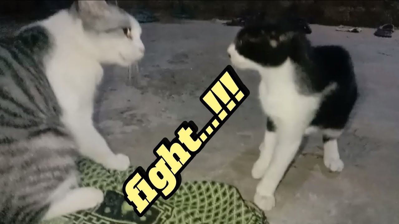 CATS make us FUN | KUCING yang MENYENANGKAN | FUNNY CAT | FUNNY VIDEO ...