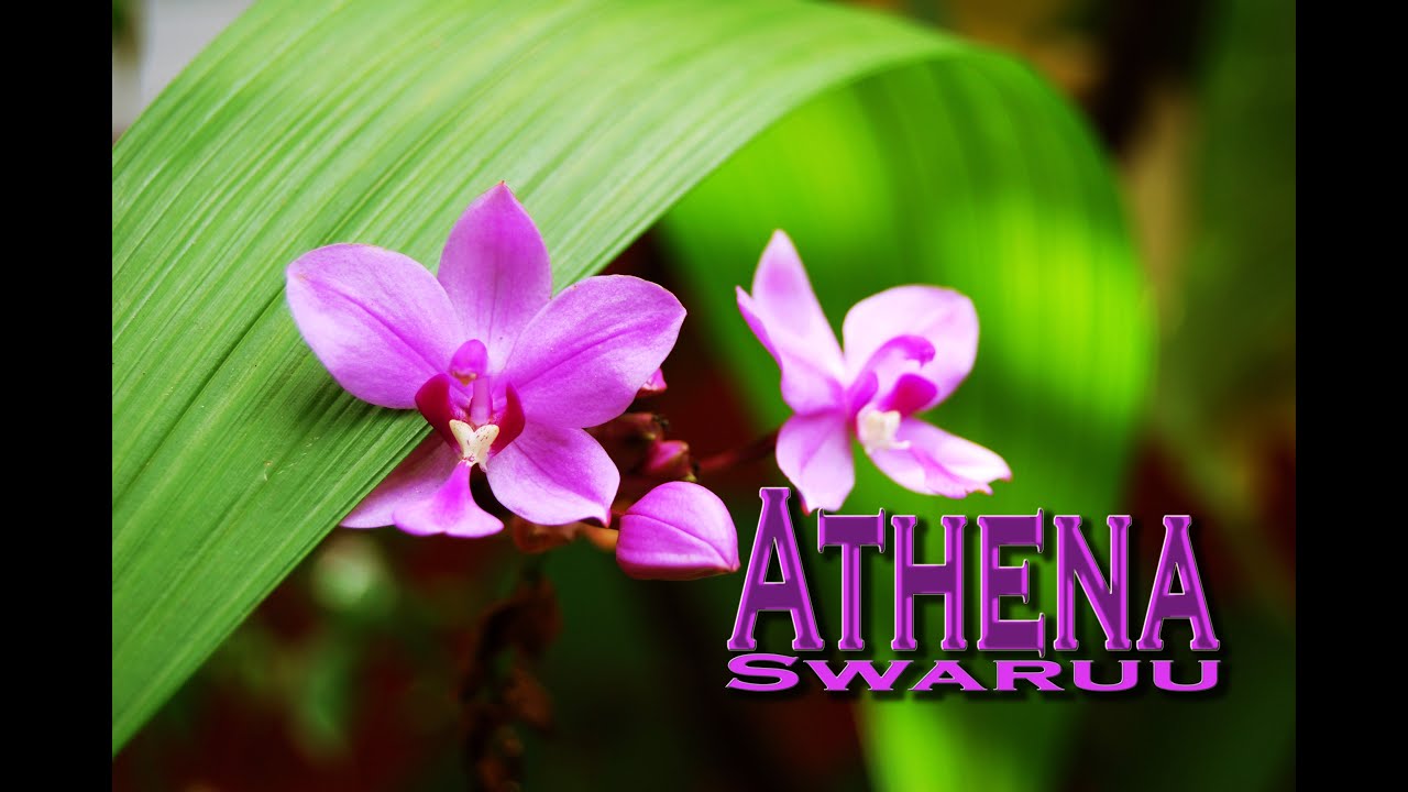 Athena (Music by Michael Sommer) - YouTube