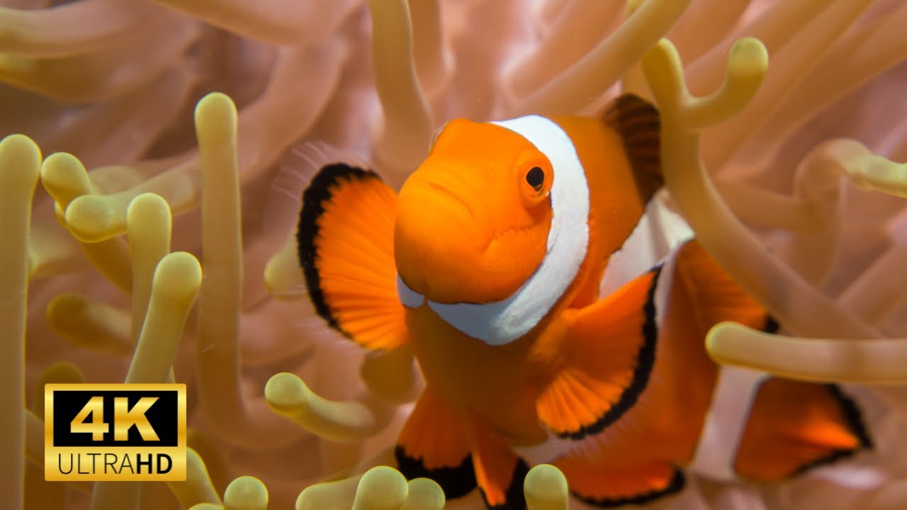 Most beautiful Clown Fish 4k in Sea Ultra Hd - YouTube