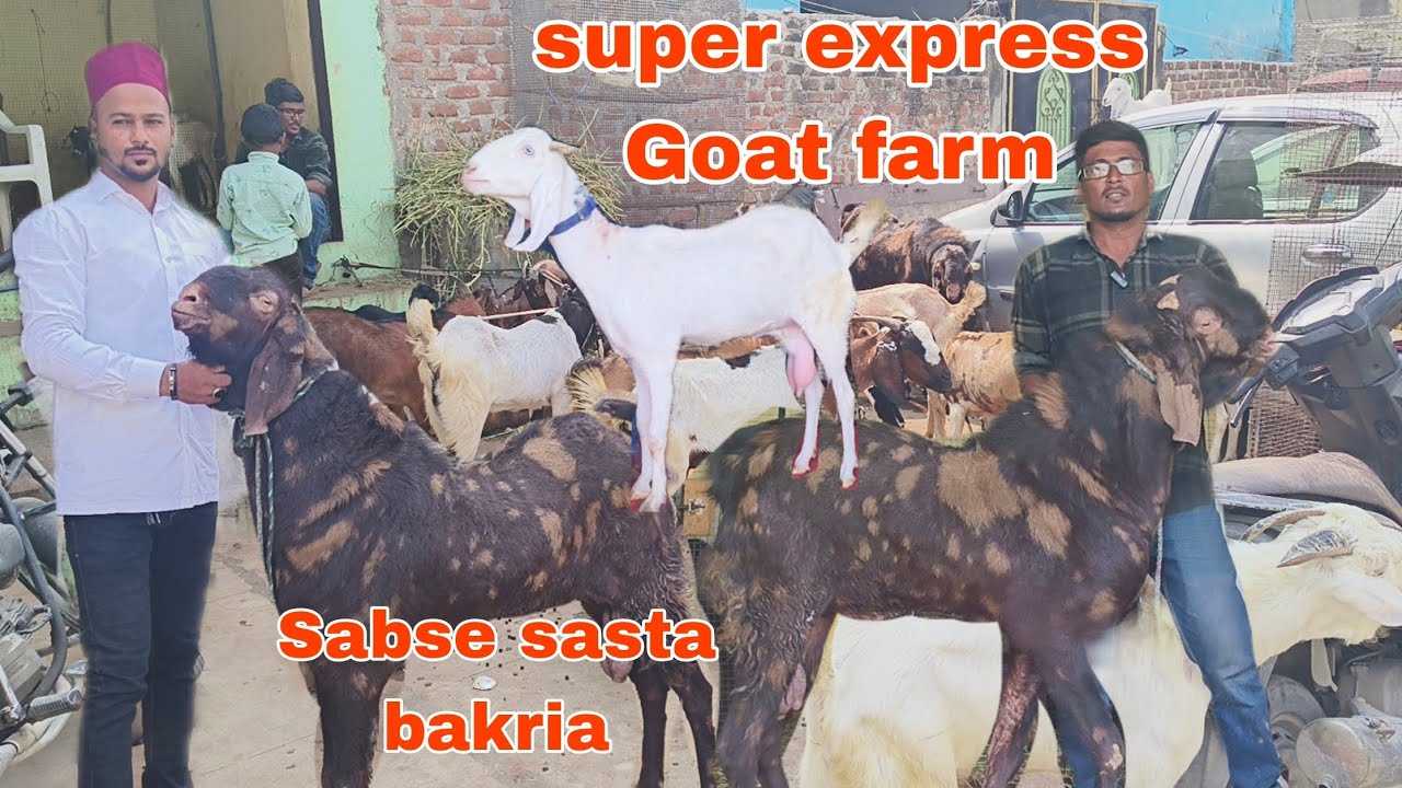Sabse sasta bakria hai super express goat female available - YouTube
