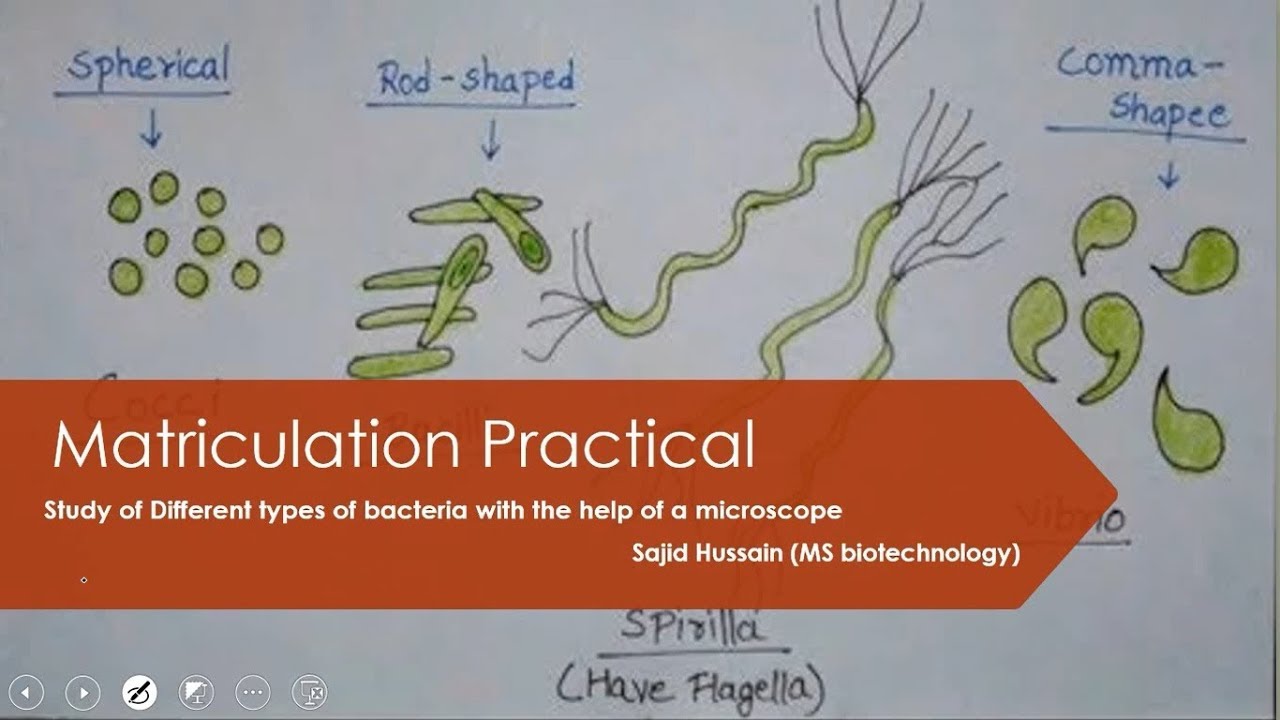 9th Biology practical # 2 study of different types of bacteria with the ...