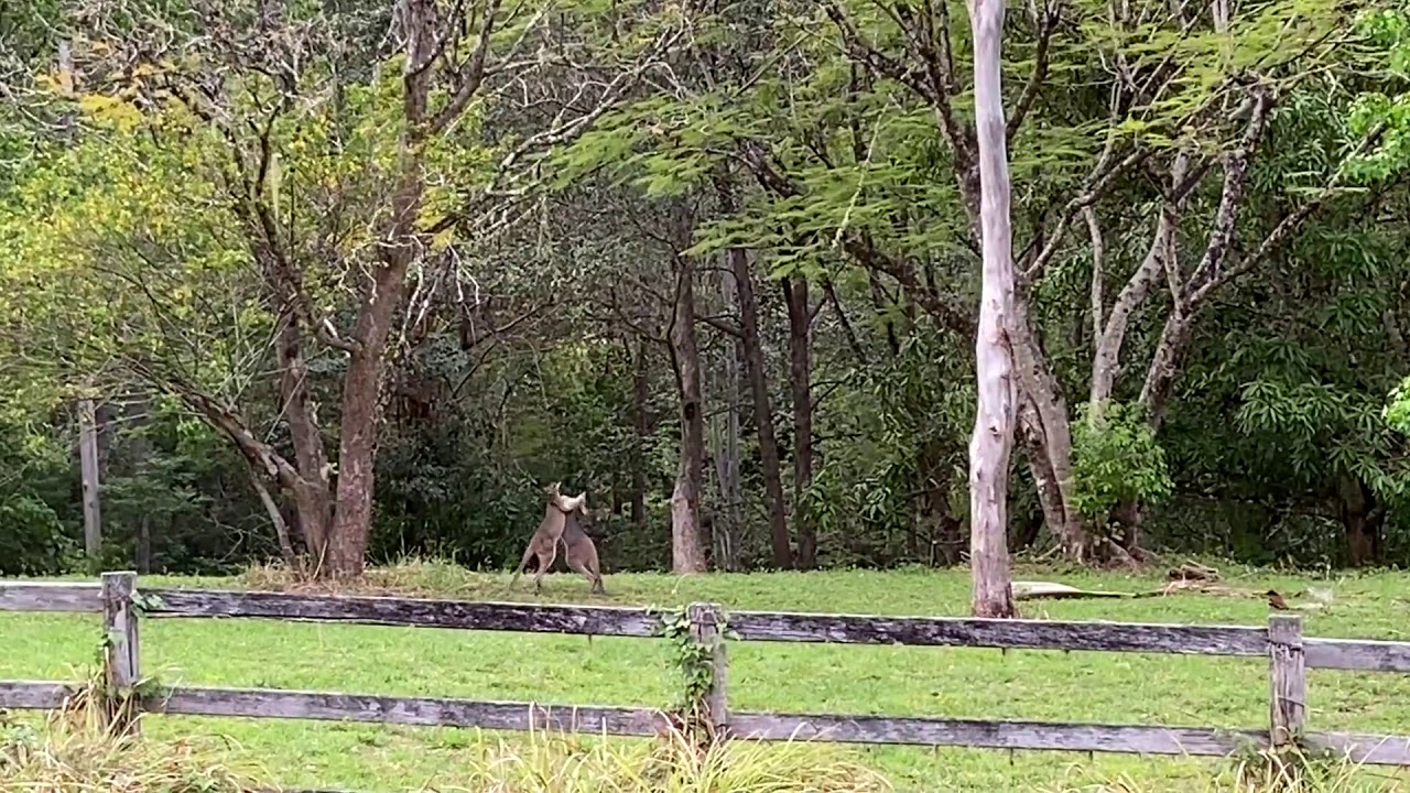 Wallaby fight in backyard boxing match - YouTube