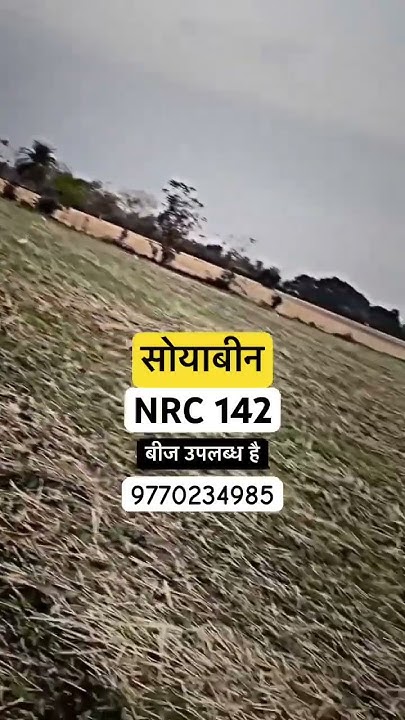 सोयाबीन nrc 142, Soyabin nrc 142, #soyabean, #soyabeankikheti #dpskheti - YouTube