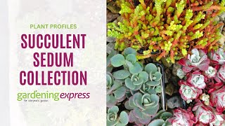 Plant Profile - Succulent Sedum Collection