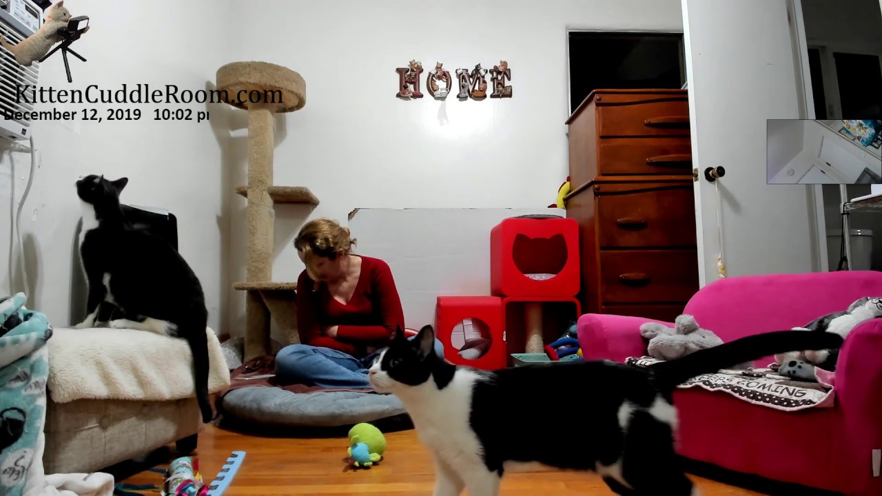 12/12/19 Kitten Cuddle Room Live Stream - YouTube