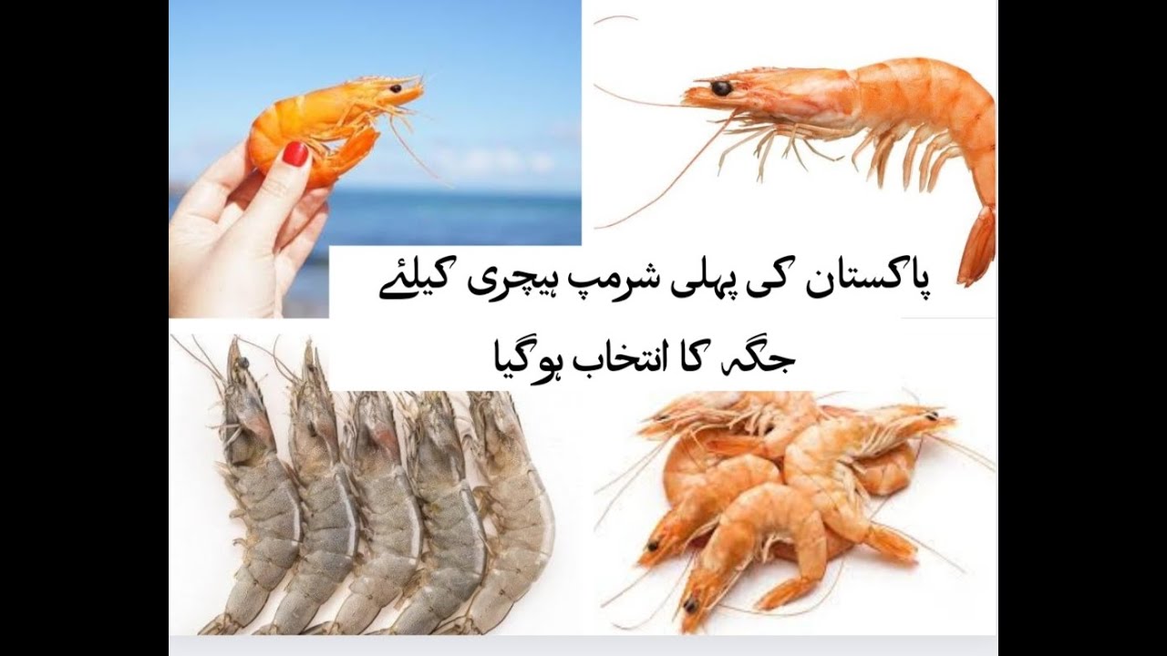 Pakistan ki Pehli Shrimp Hatchery| First Pakistan Shrimp Hatchery| شرمپ ...