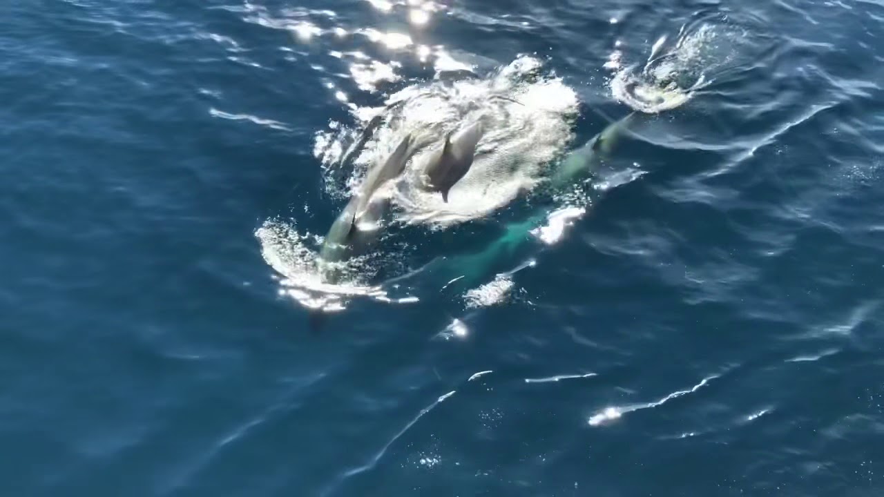 Type B Orcas in Antarctica 🇦🇶 - YouTube