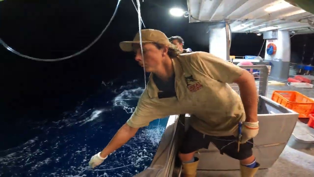 Pulling sword fish 200nm away from shore.Trawler long line deep,bottom ...