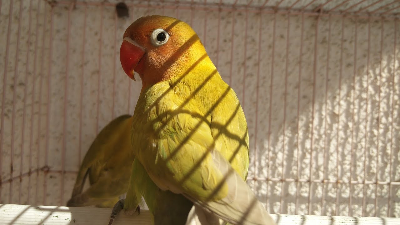 Love birds having fun (Fischer Parrots) - YouTube