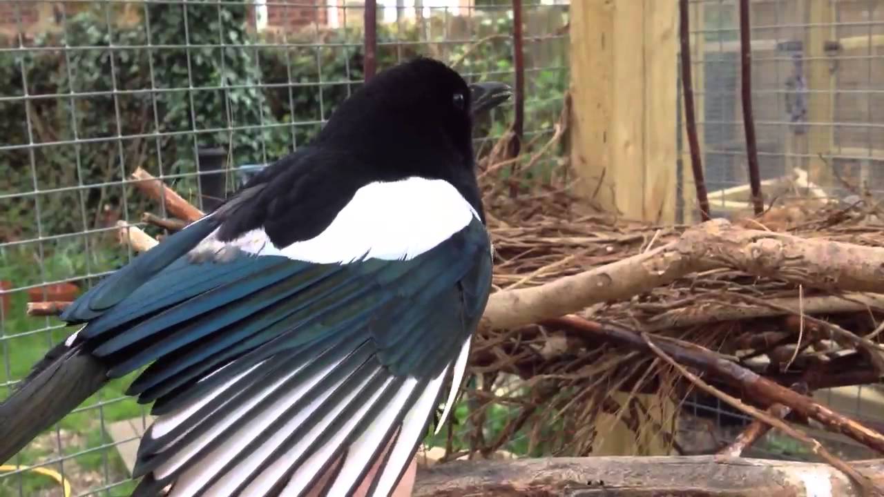 Magpie sexy dance II - YouTube