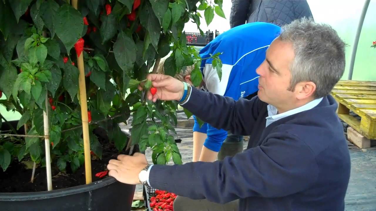 Picking 2,407 chillies off a Dorset Naga plant - YouTube