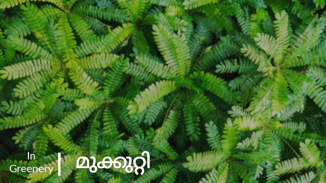 Mukkutti (little tree plant) - unknown medicinal properties & health ...