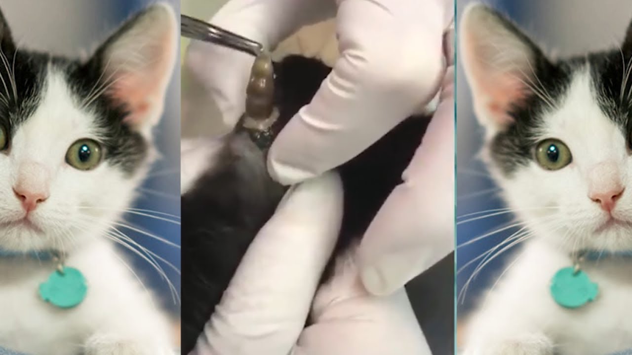[ Rescue Kitten ] Botfly Larva Removed From Cats #11 - YouTube